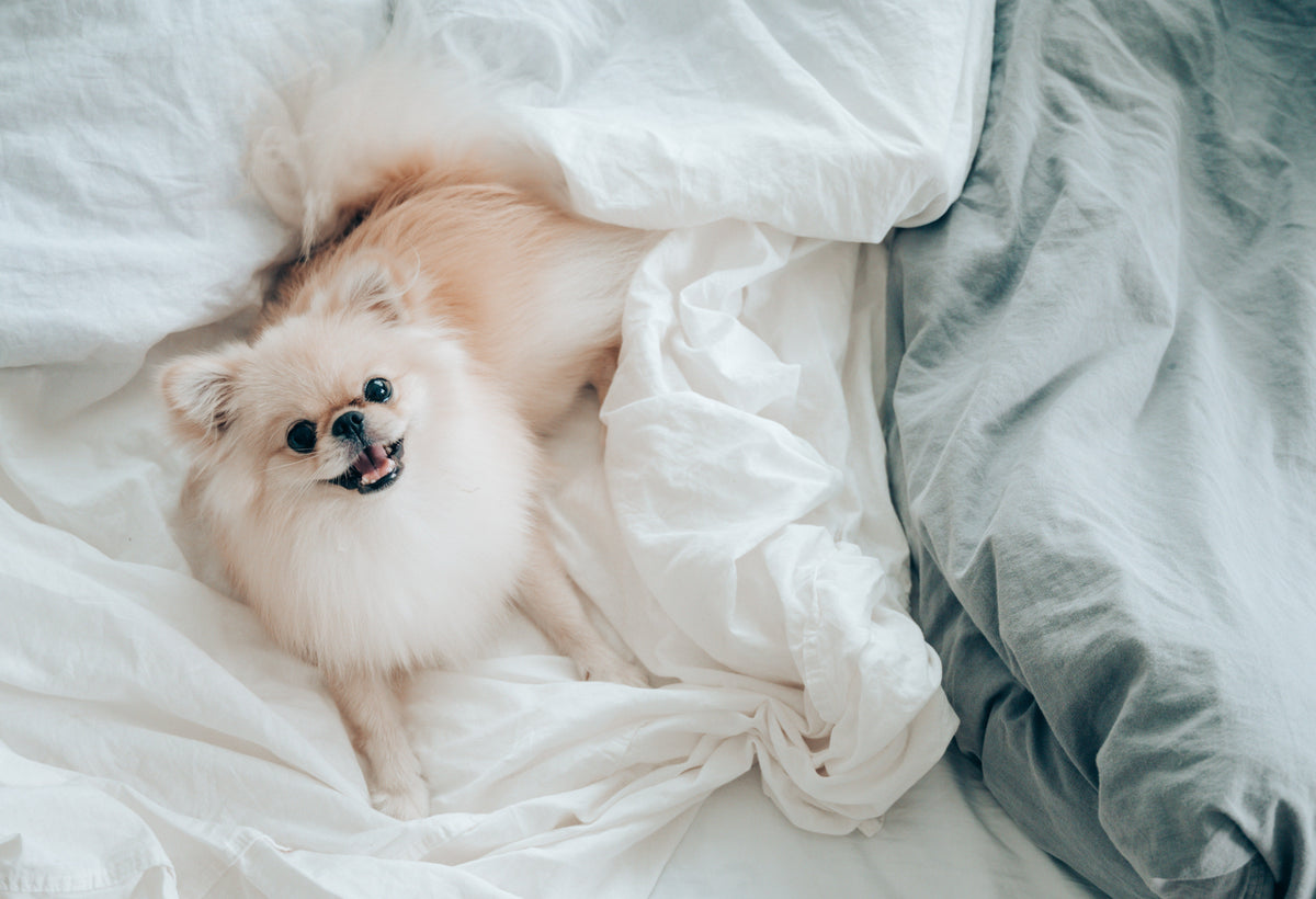 Why Do Dogs Dig On Beds and Couches? – SNUGBUMS